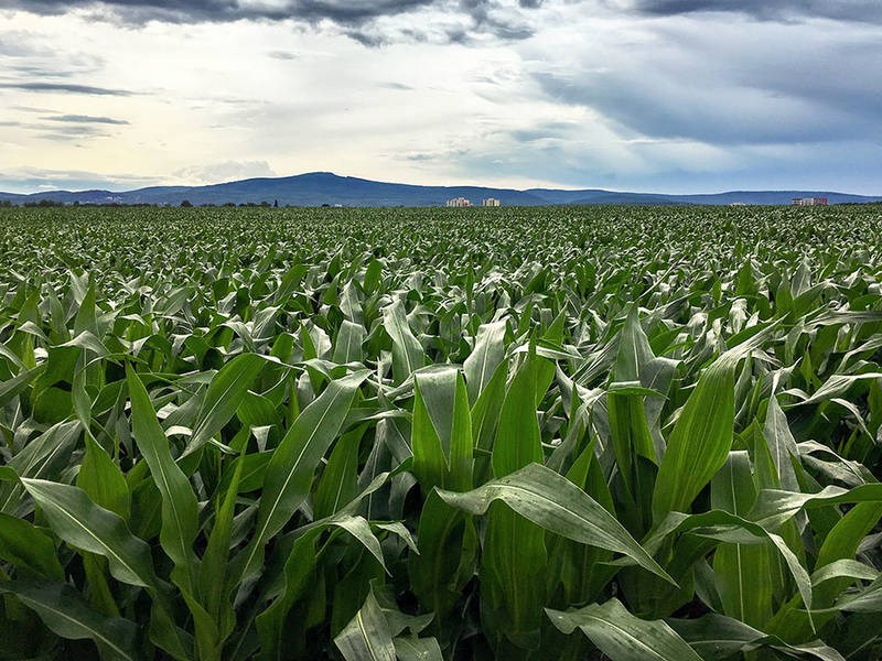 Energy Crop Cultivation Versus Biodiversity