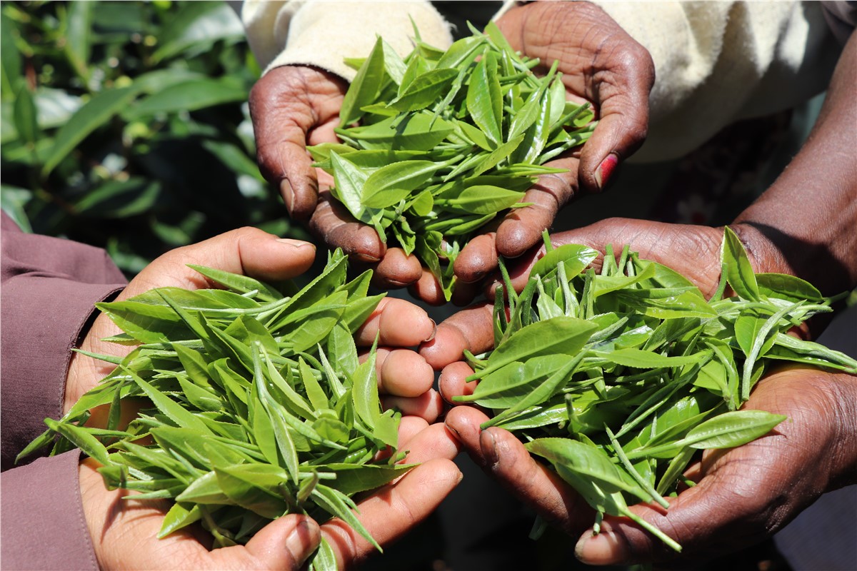 The Largest Tea Plantation in Sri Lanka to be Solar-Powered